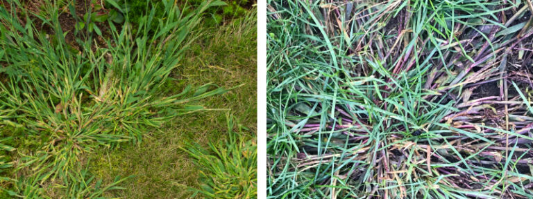 J'ai de la digitaire - Mjardiner