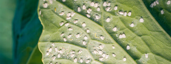 Les aleurodes - Mjardiner