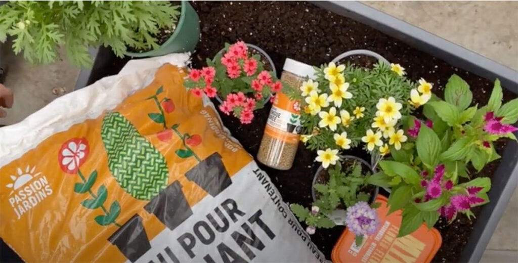 Comment avoir des belles jardinières d’annuelles qui durent longtemps