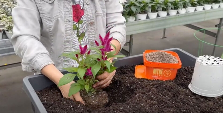 Comment avoir des belles jardinières d’annuelles qui durent longtemps