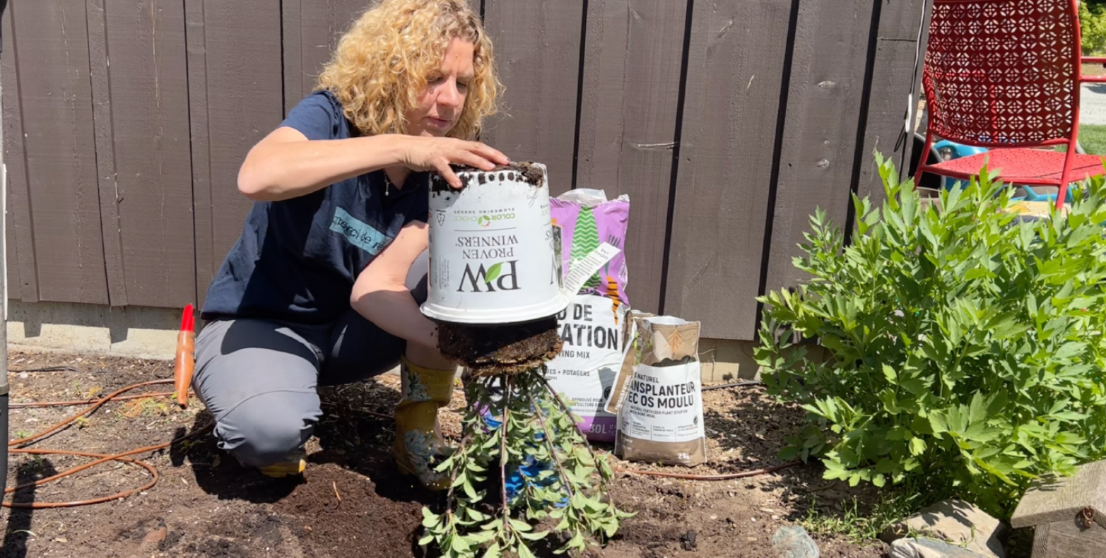 Quoi utiliser et comment planter un arbuste