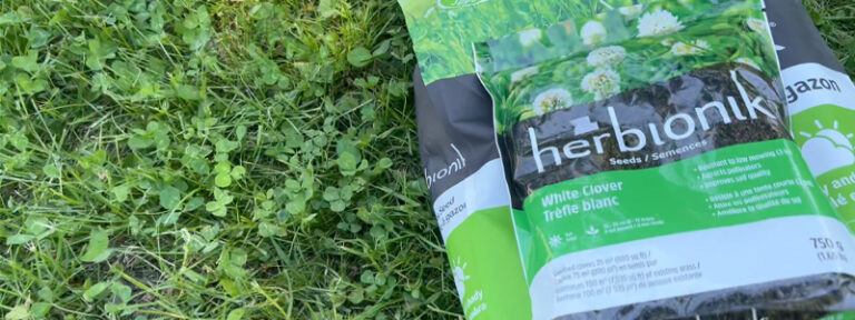 Du trèfle dans le gazon pour une plus grande biodiversité